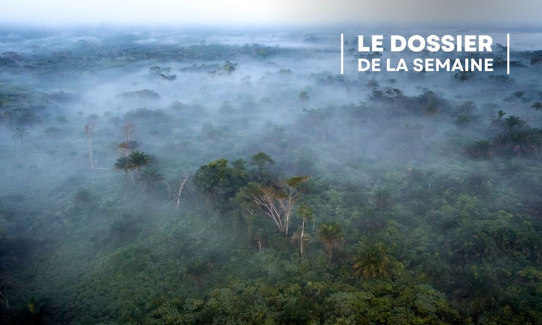 La forêt du bassin du Congo, ce poumon du monde presque à bout de souffle